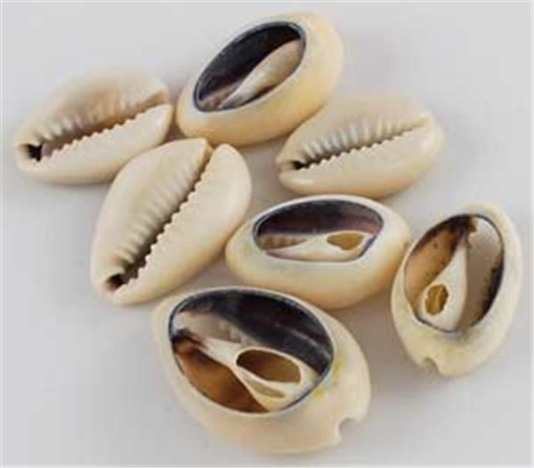 Cowrie Shells Cut