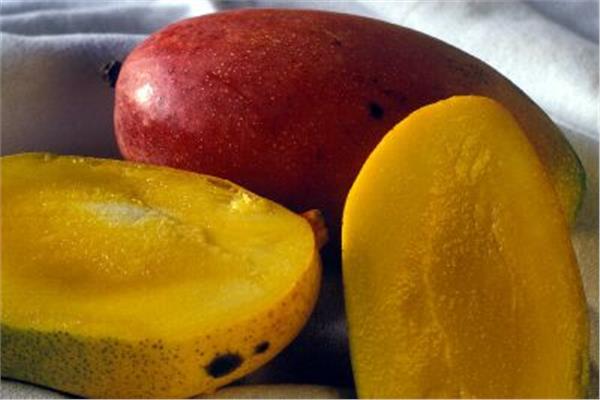 Bulk Raw Mango Butter